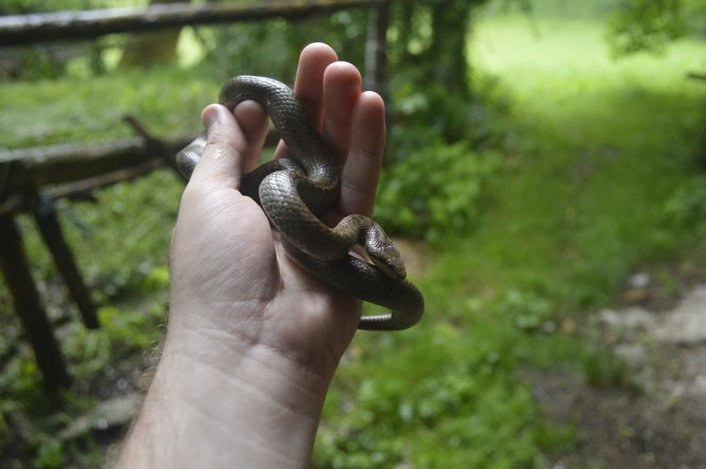 KAČA NA OBISKU | Občina Bohinj | MojaObčina.si