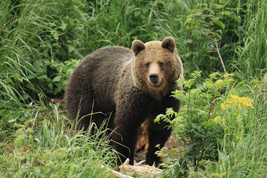 Prisotnost medveda v TNP | Občina Bohinj | MojaObčina.si